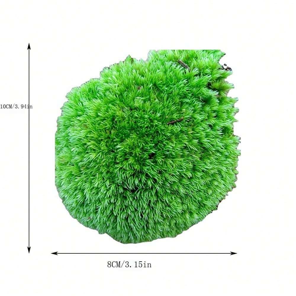 Living Moss - Fresh Sheet Moss Perfect For Terrariums And Bonsai By ...