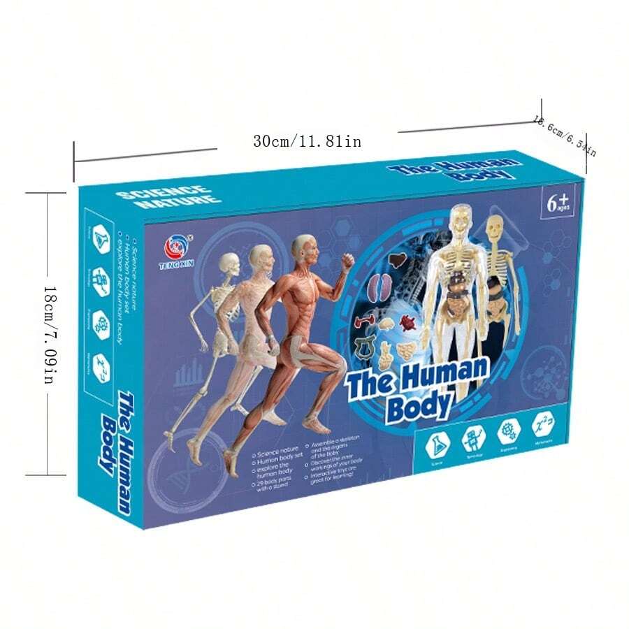 Children's Educational Science Exploration Toy - Human Body, Organs ...