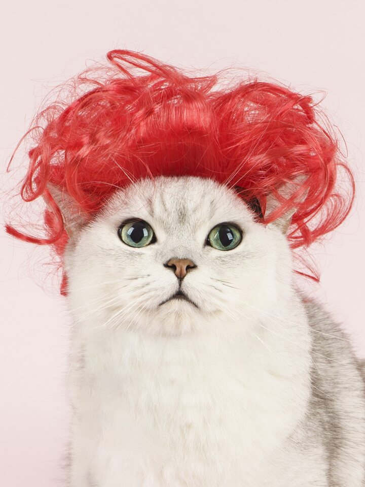 Cats In Red Wig