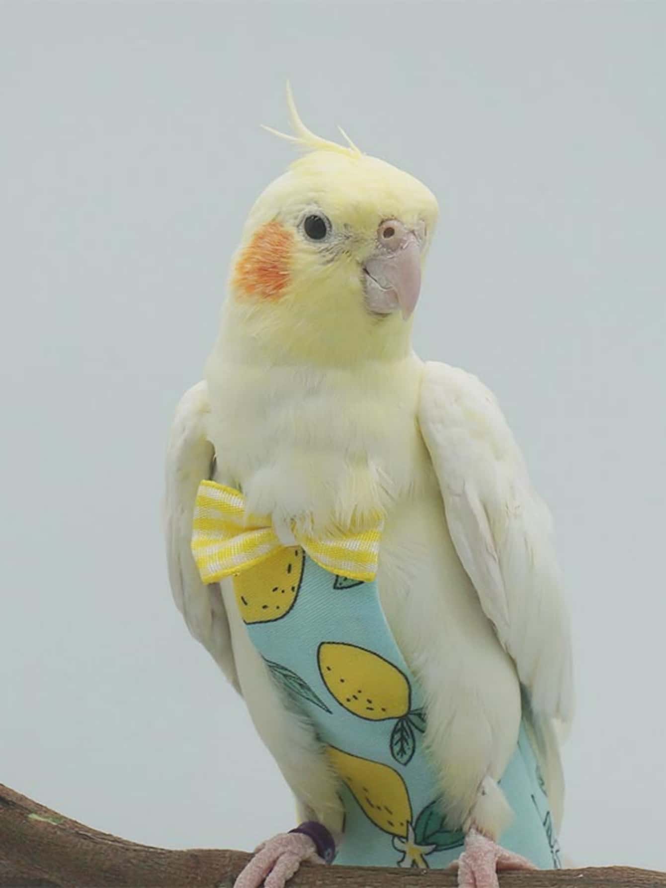 Lemon Pattern Parrot Costume | SHEIN USA