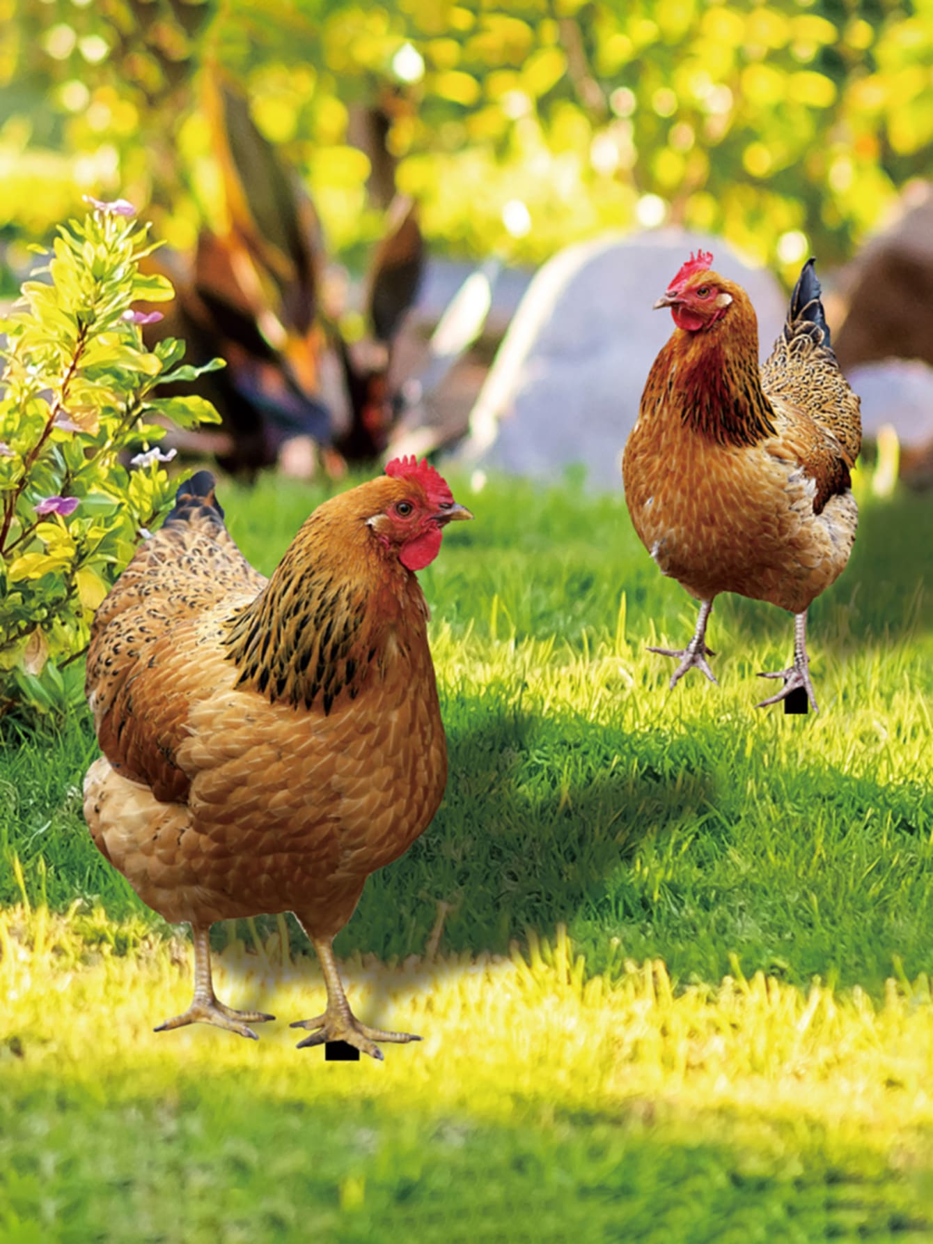 2pcs Chicken Shaped Decorative Garden Stake | SHEIN USA