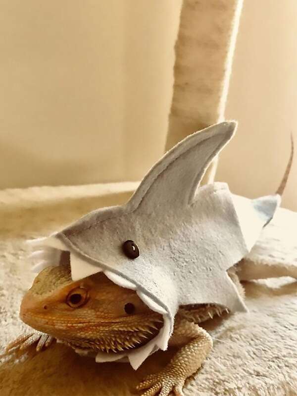 1pc Cartoon Shark Design Lizard Costume | SHEIN USA