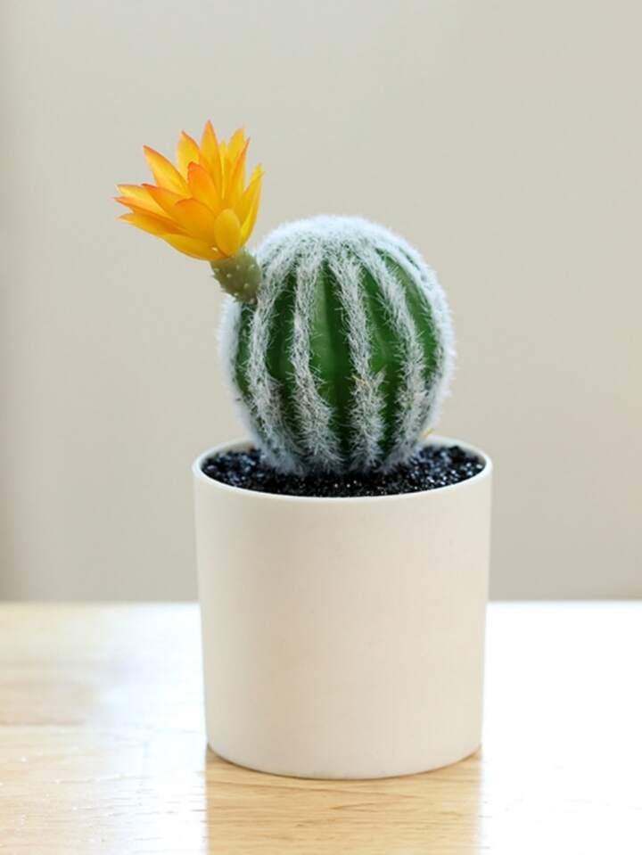Potted Mini Cactus