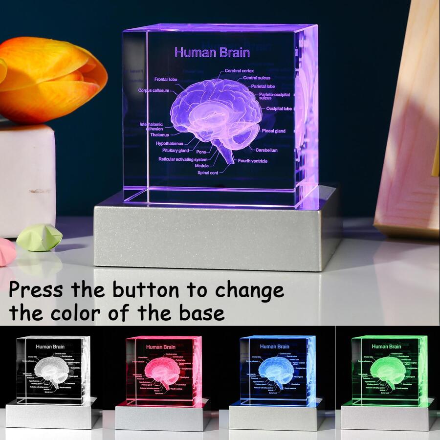 3D Human Brain Anatomy Model Doctor Psychology Graduation Gifts for Him ...