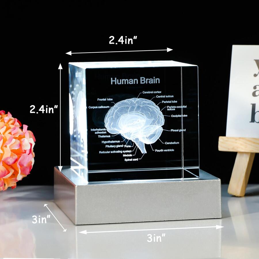 3D Human Brain Anatomy Model Doctor Psychology Graduation Gifts for Him ...