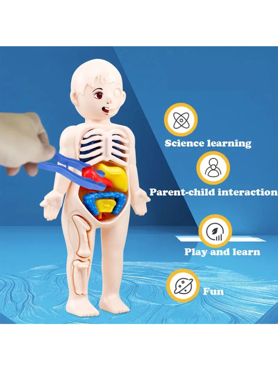 1pc Educational Body Structure Anatomy Organ Skeletal System Model Toy ...