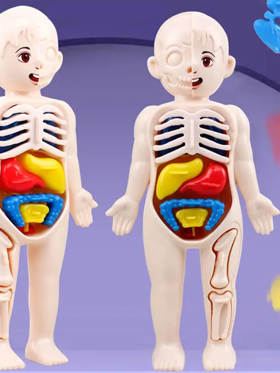 1pc Educational Body Structure Anatomy Organ Skeletal System Model Toy ...