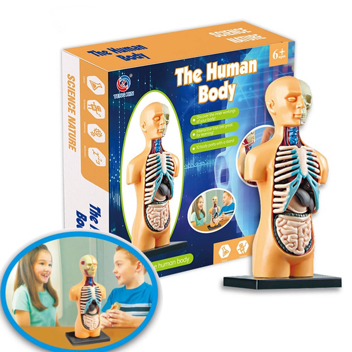 1 Peça Humano Corpo Torso Modelo Humano Anatomia Tela Assembléia ...