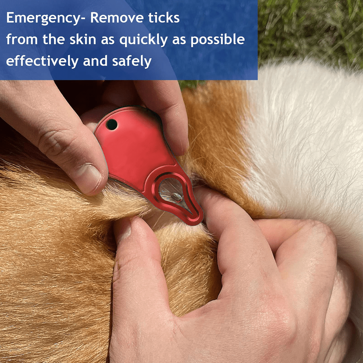 Tick Remover Tool Portable, Tick Removal for Pet and Humans, Safe and ...