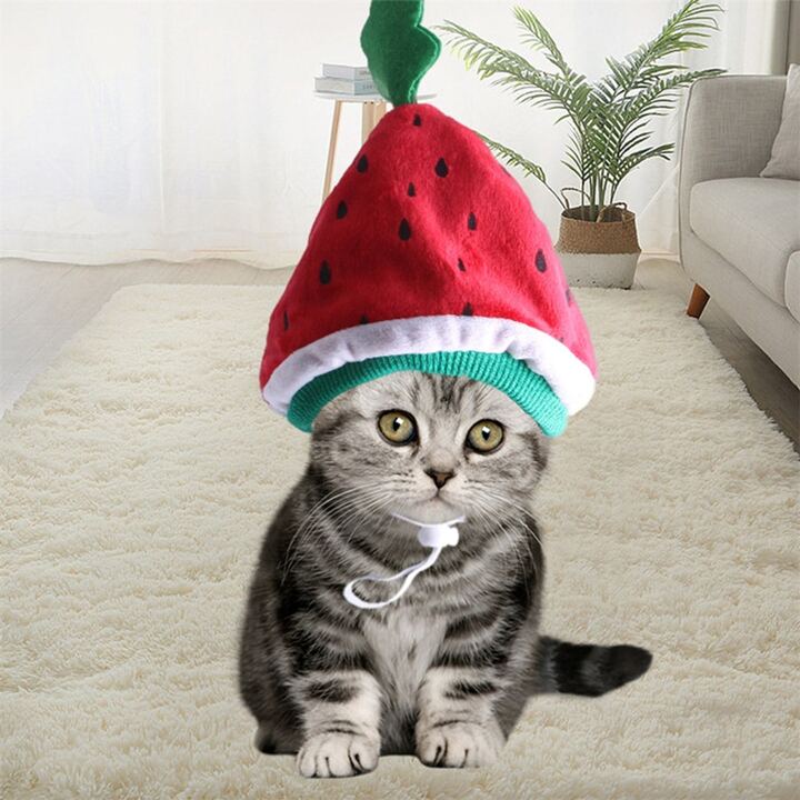 Watermelon Hat Cat