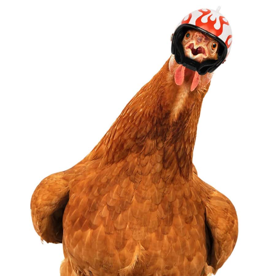 Creative Pet Chicken Helmet, Protecting The Chicken Head, Bird Hat ...