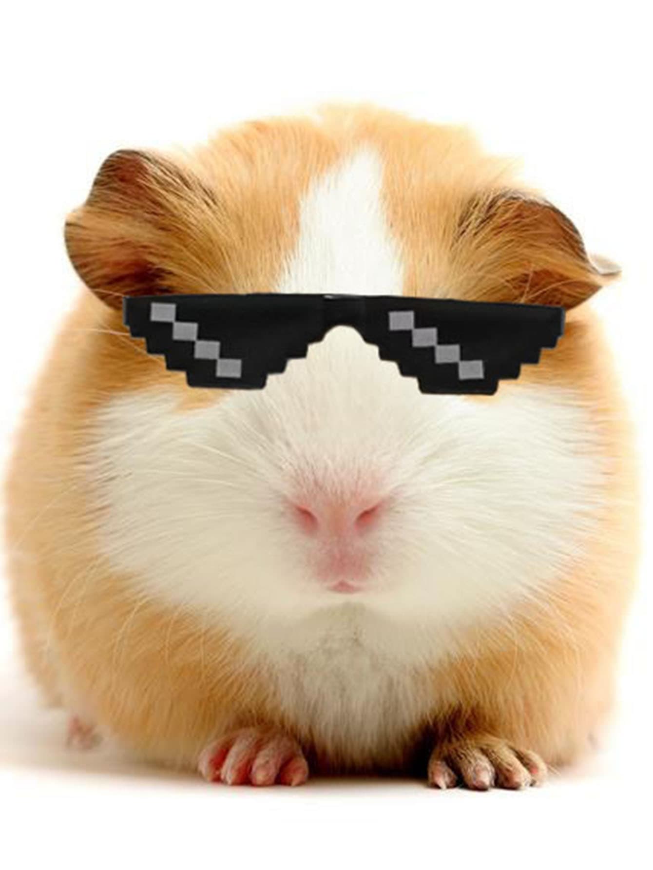 1pc Small Pet Accessory Hamster Sunglasses & Neighborhood Bathing ...