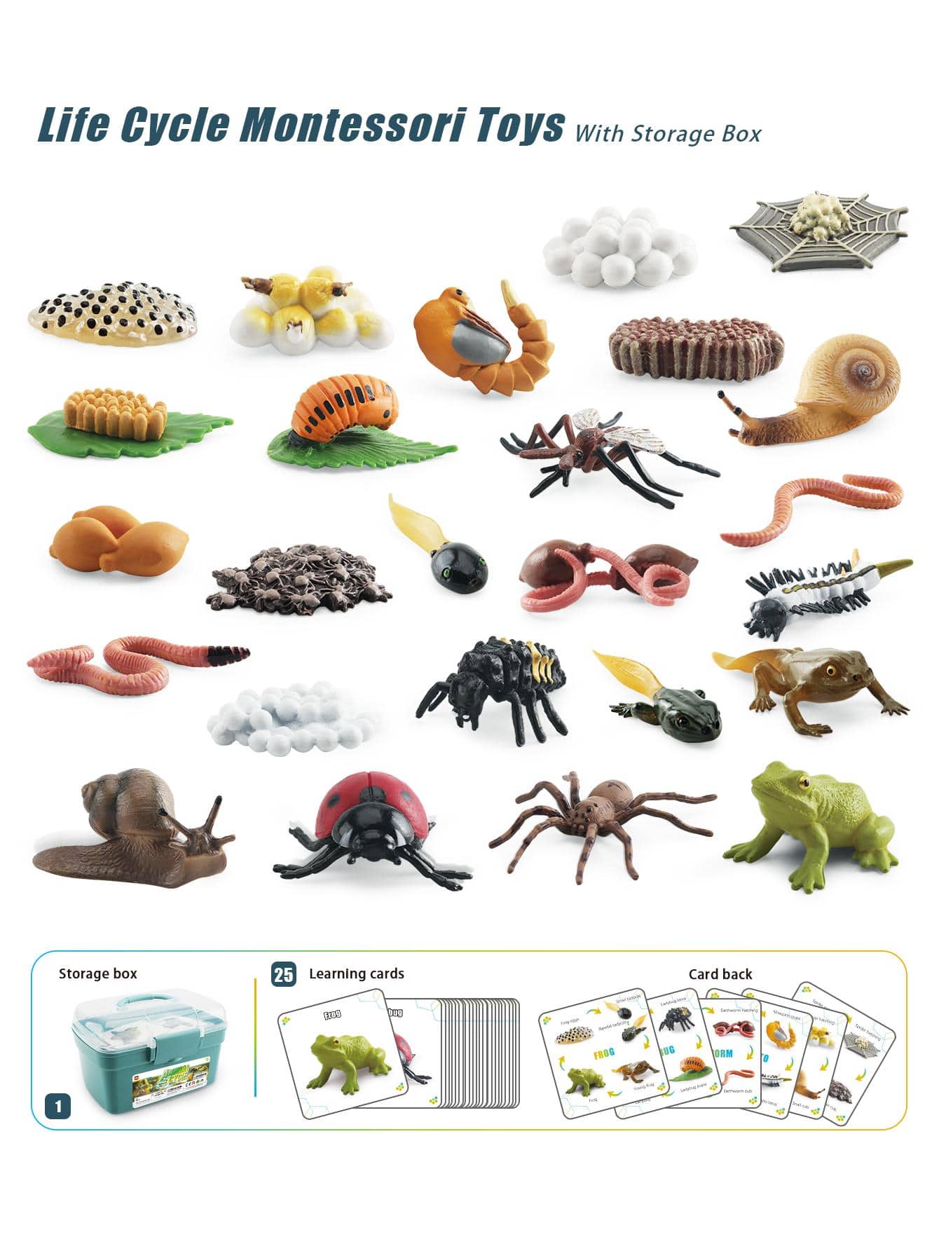 Livet Cykel Inlärning & Utbildning Leksaker , Montessori Leksaker Djur ...