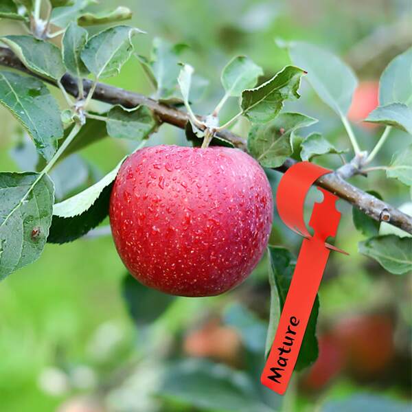 Plant Labels for Labeling, Weatherproof, Pack of 300, Plant Signs for ...