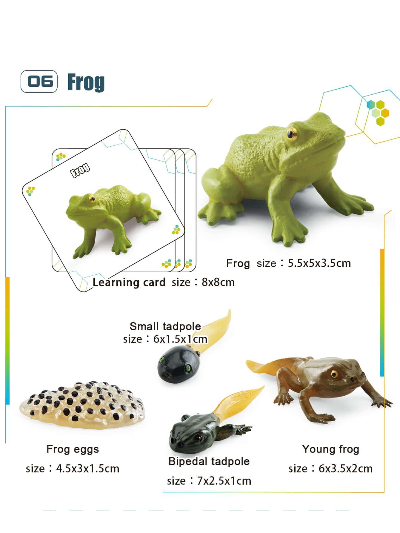 10pcs/set , Life Cycle Learning & Education Toys Kit, realistic ...