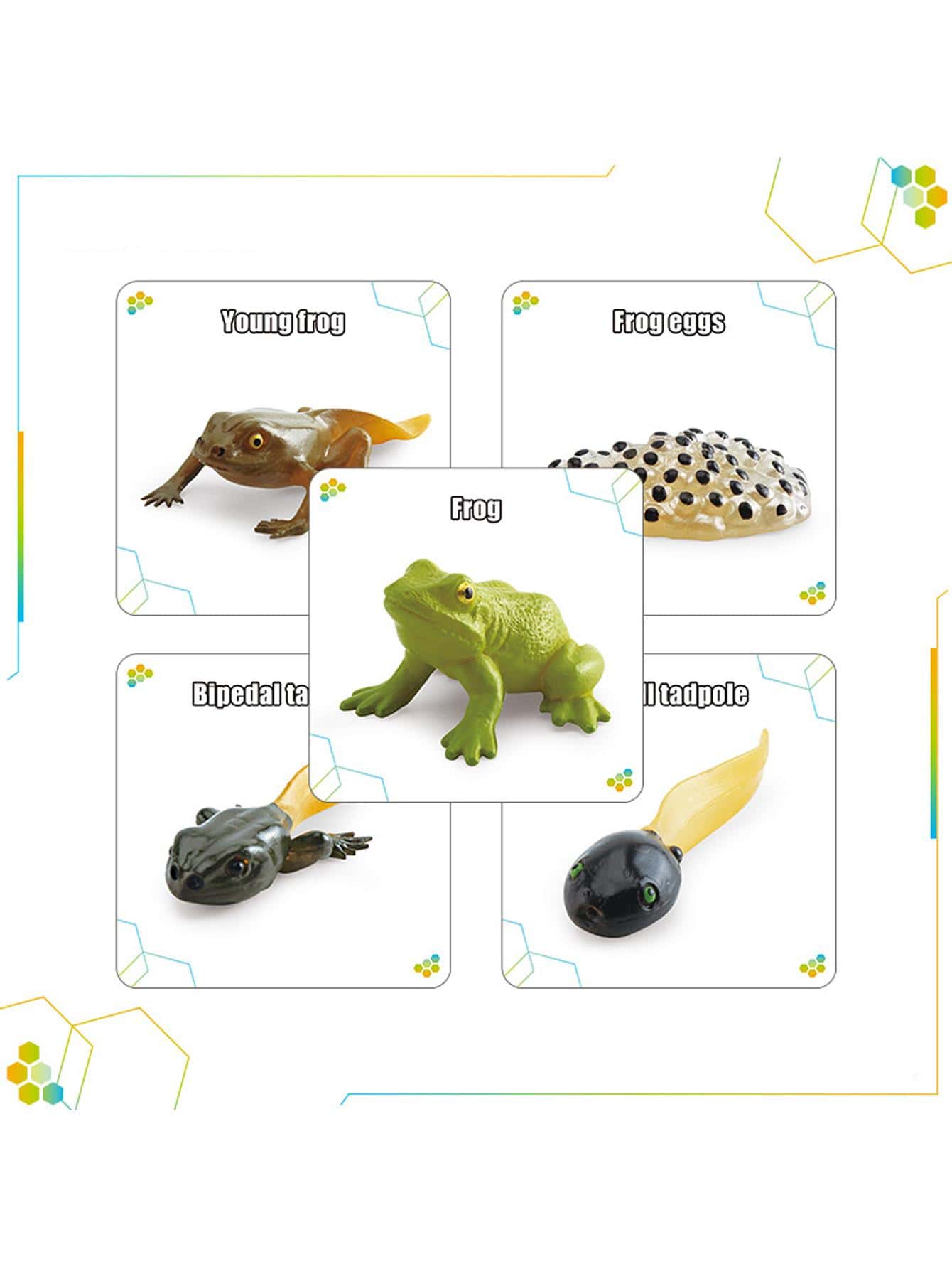 10pcs/set , Life Cycle Learning & Education Toys Kit, realistic ...