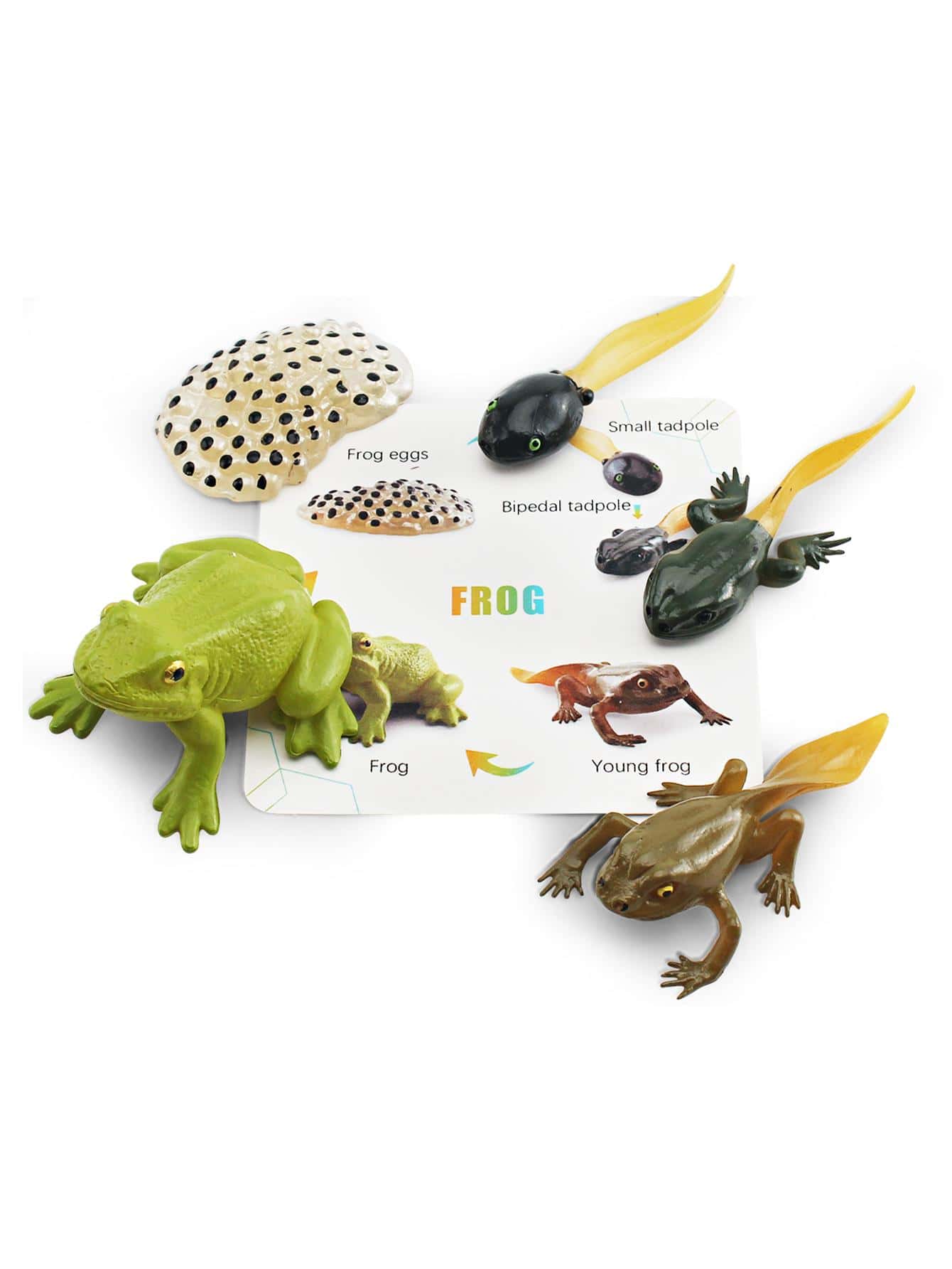 10pcs/set , Life Cycle Learning & Education Toys Kit, realistic ...