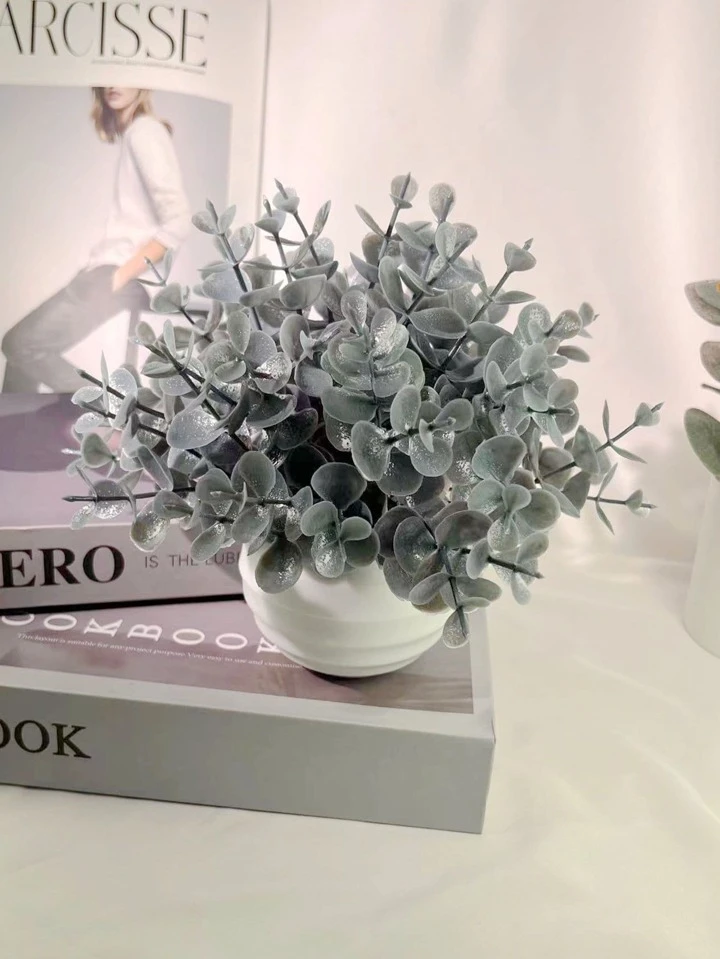 Silver Dollar Eucalyptus Bonsai