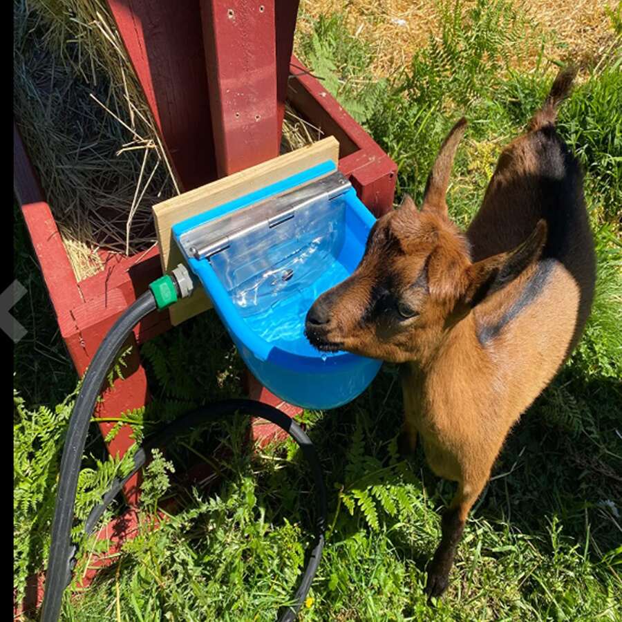 Automatic Goat Water Trough Bowl with Float Valve and Drain Hole, 4L ...