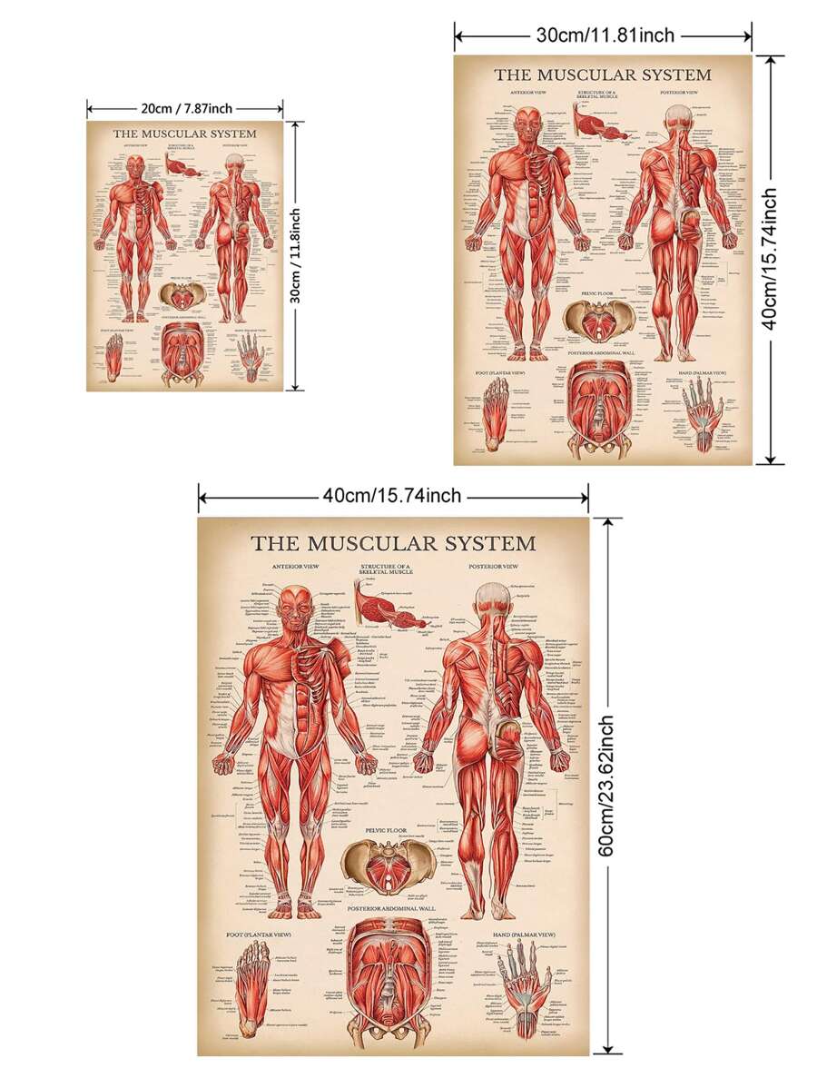1pc Palace Learning Wall Art, Vintage Muscular System Anatomical Wall ...
