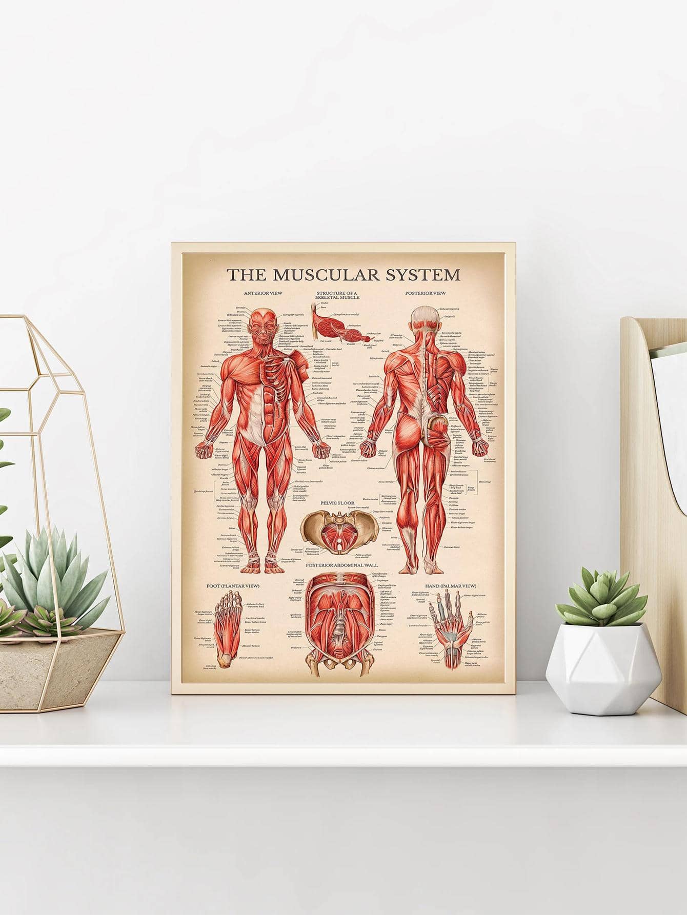 1pc Palace Learning Wall Art, Vintage Muscular System Anatomical Wall ...