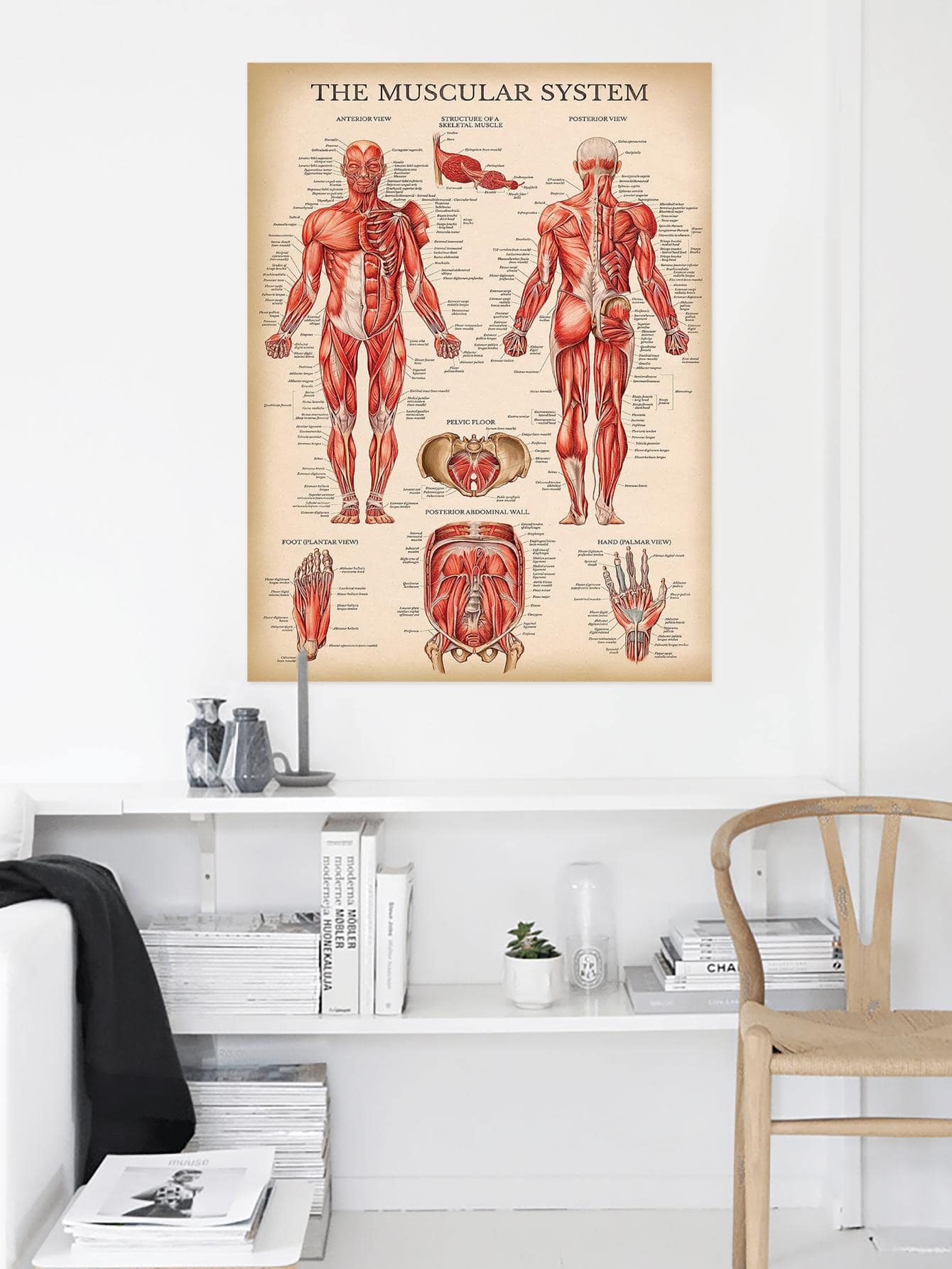 1pc Palace Learning Wall Art, Vintage Muscular System Anatomical Wall ...