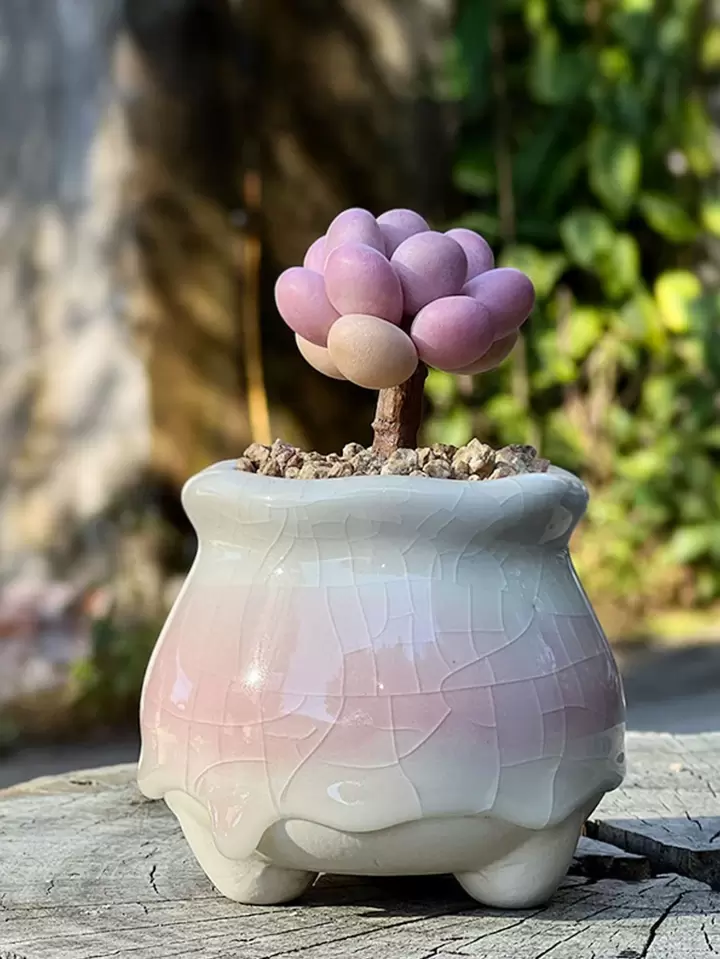 Cracked Flower Pot