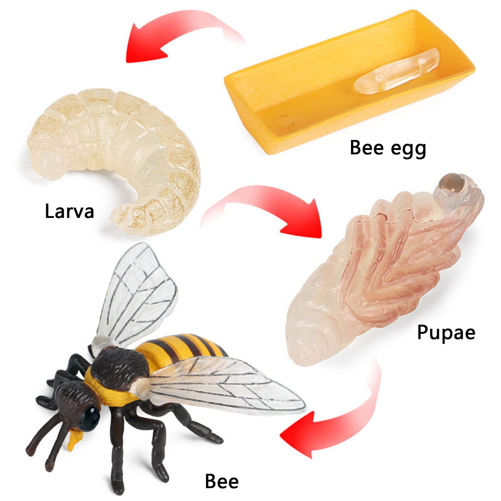 20 Pieces Insect Figurines Life Cycle Toy Figurines Butterfly Dragonfly ...