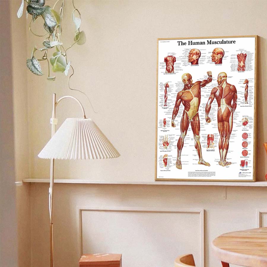 Introduction to Muscular System and Skeleton Knowledge Canvas Posters ...