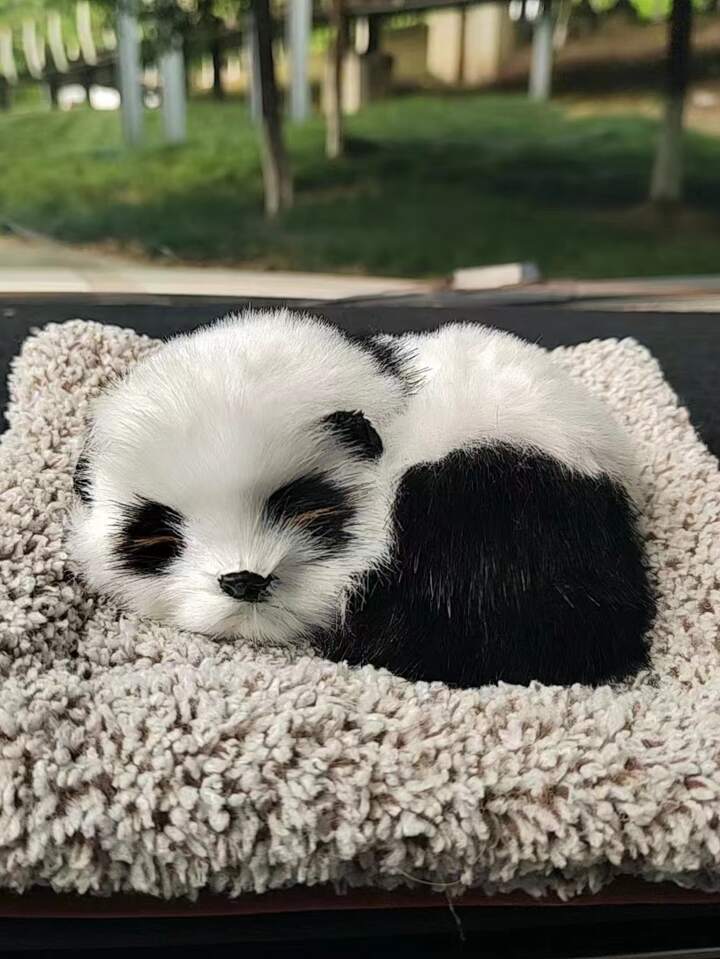 Real Panda Puppies