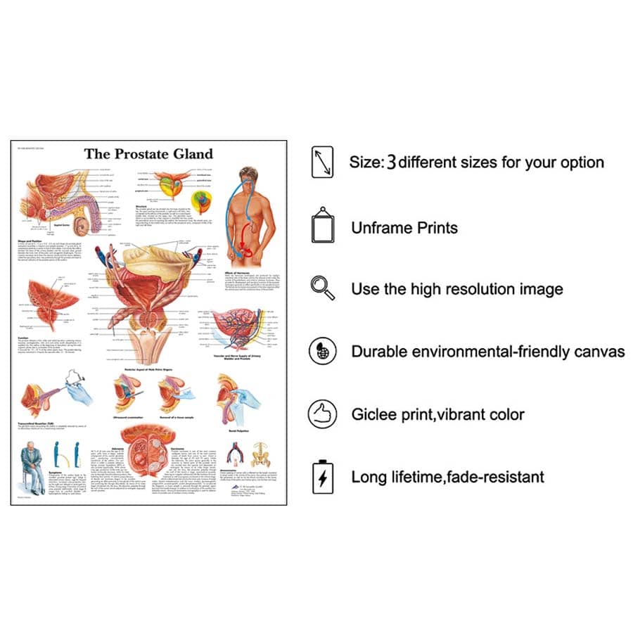 1pc Introduction to Anatomy of Human The Prostate Gland Knowledge ...