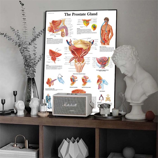 1pc Introduction to Anatomy of Human The Prostate Gland Knowledge ...