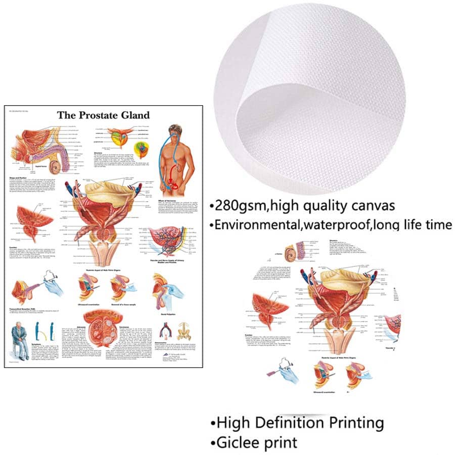 1pc Introduction to Anatomy of Human The Prostate Gland Knowledge ...