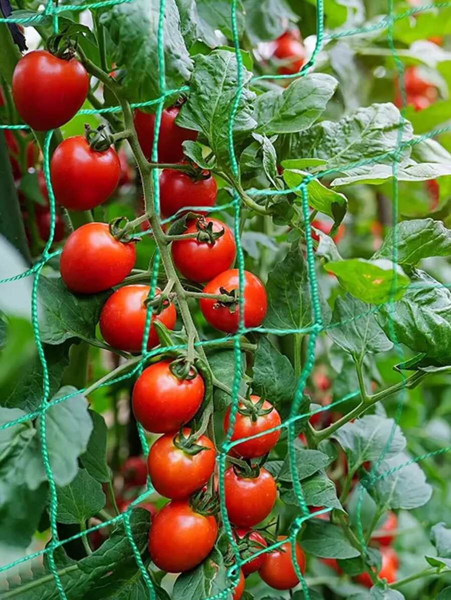 1pc Garden Trellis For Climbing Plants Outdoor, Trellis Netting For ...