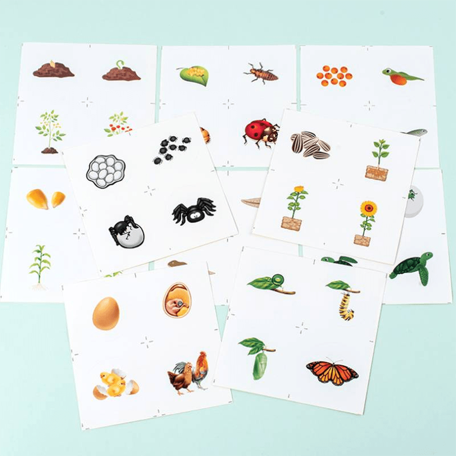 Montessori Life Cycle Set, Biology Science Educational Game, Animal ...