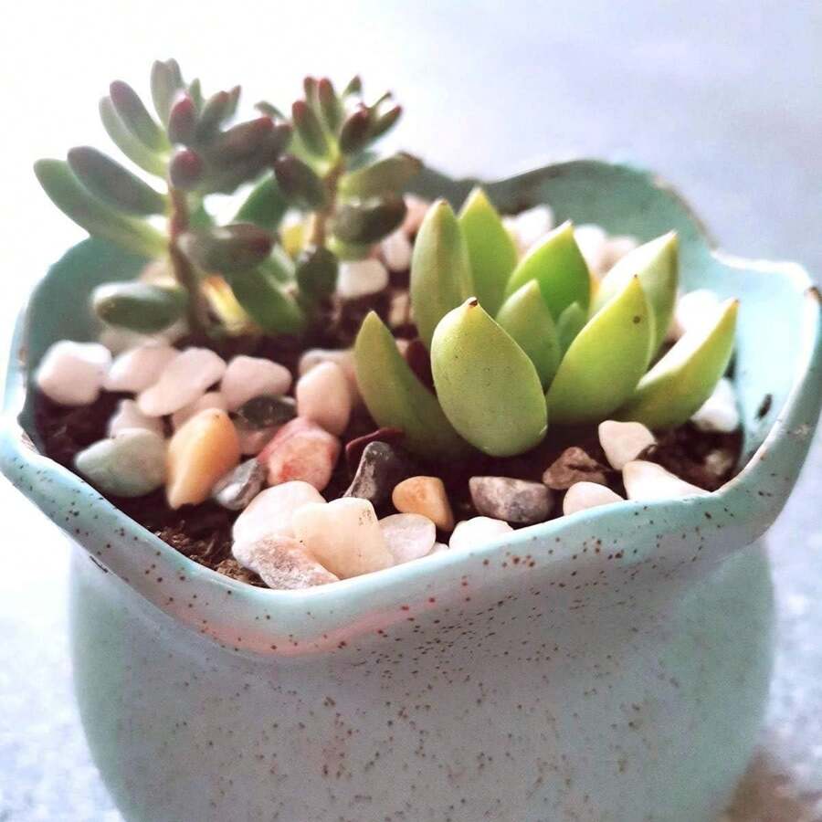 Rocas decorativas de colores mixtos, piedras y guijarros para plantas ...