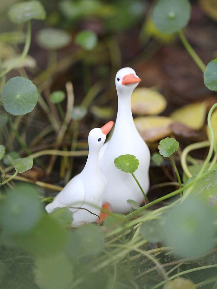 Cute Baby Ducks Following Mother