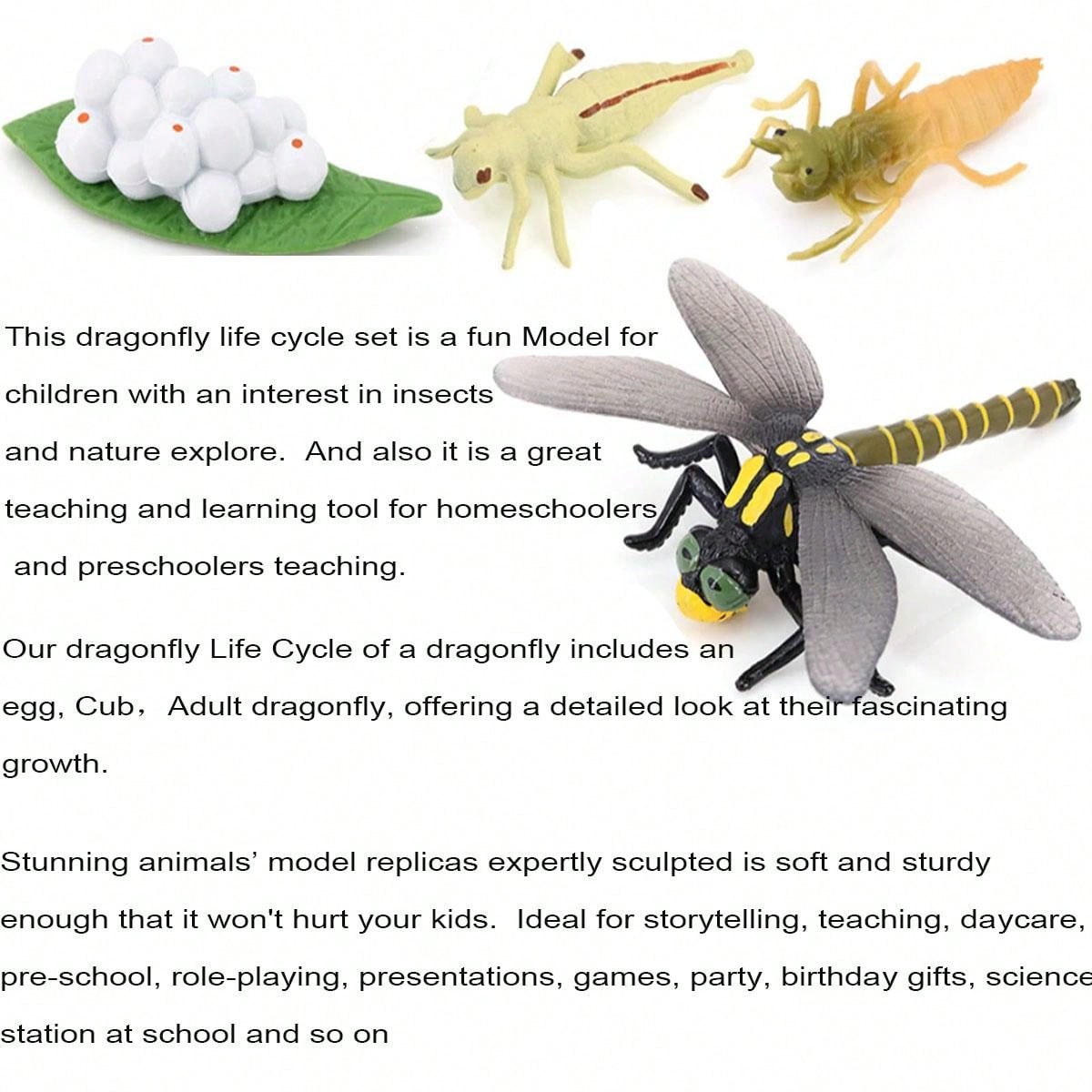 4pcs Dragonfly Life Cycle Set, Realistic Biological Model Toys Showing ...