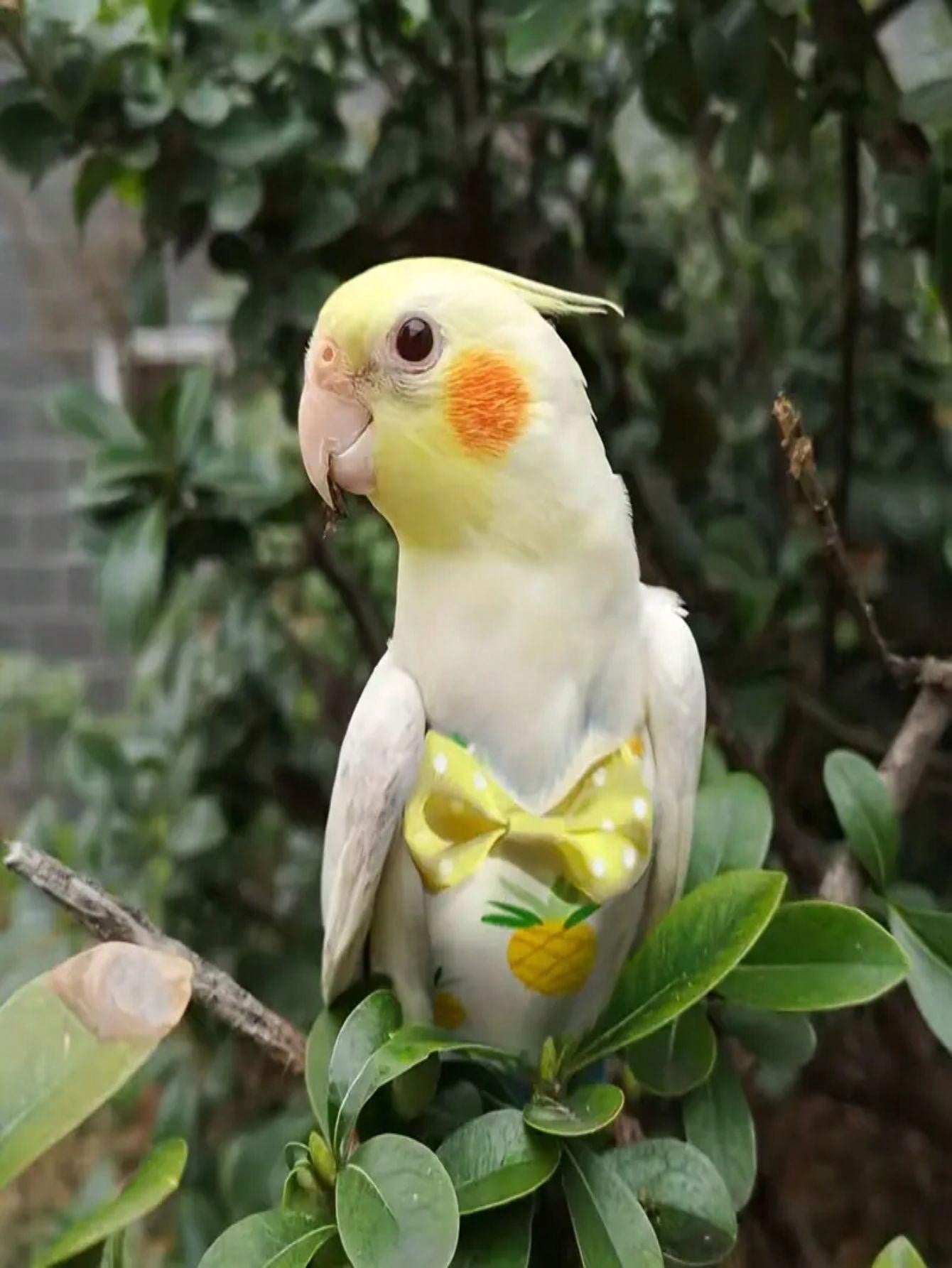 1pc Watermelon Pattern Bird Diaper Clothes Parrot Clothes, Budgie ...