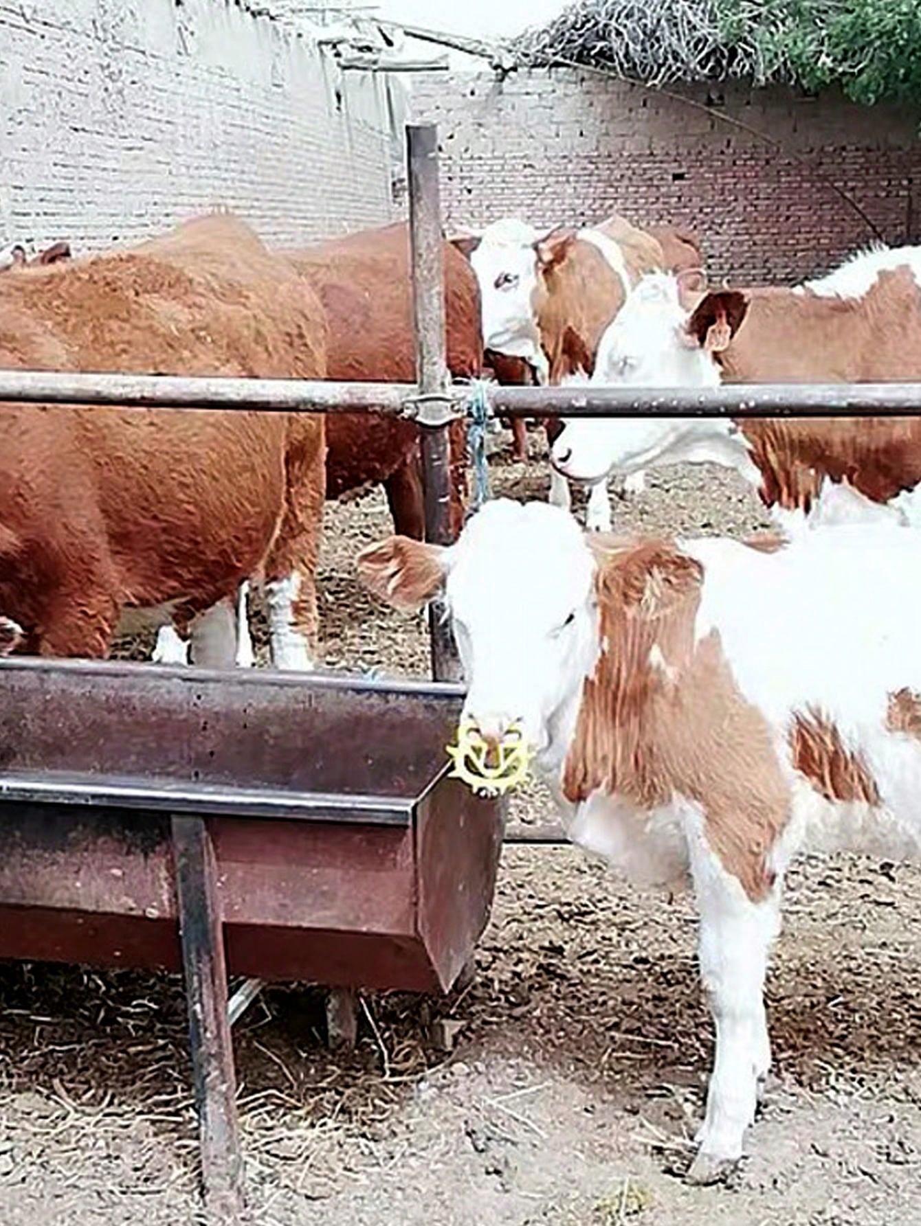 10pcs Plastic Yellow Cattle Weaning Device Nose Spike Ring To Prevent ...