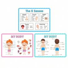 3 PCS English My Body and 5 Senses Poster kids Learning English Words ...