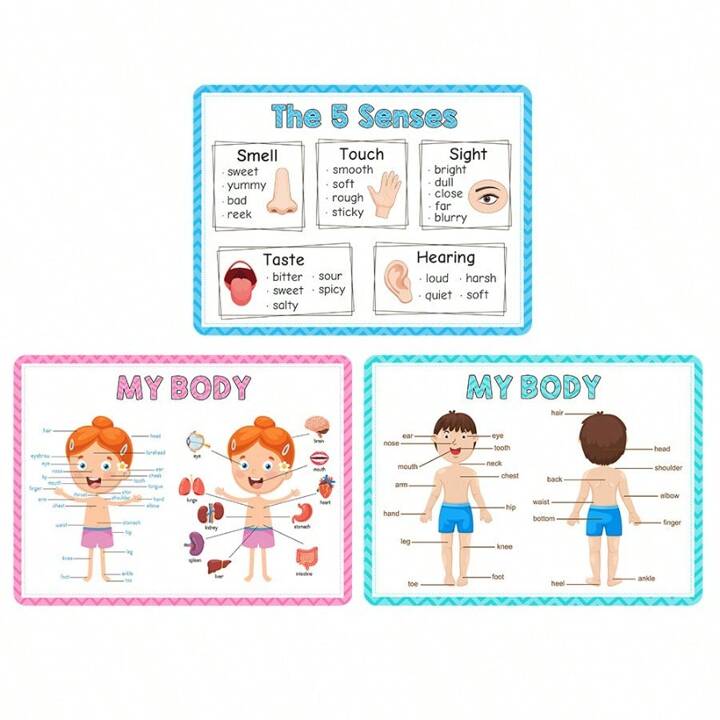 3 PCS English My Body and 5 Senses Poster kids Learning English Words ...