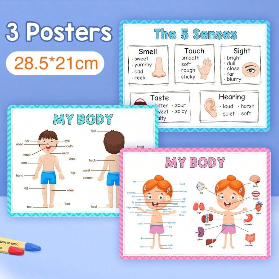 3 PCS English My Body and 5 Senses Poster kids Learning English Words ...