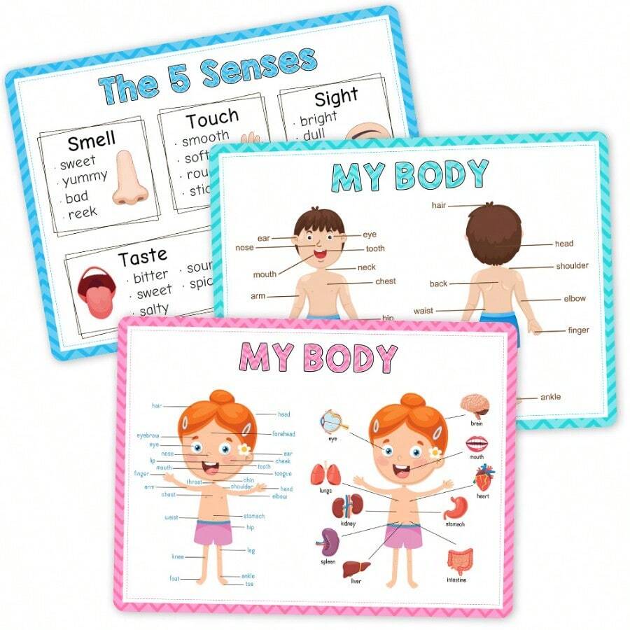 3 PCS English My Body and 5 Senses Poster kids Learning English Words ...