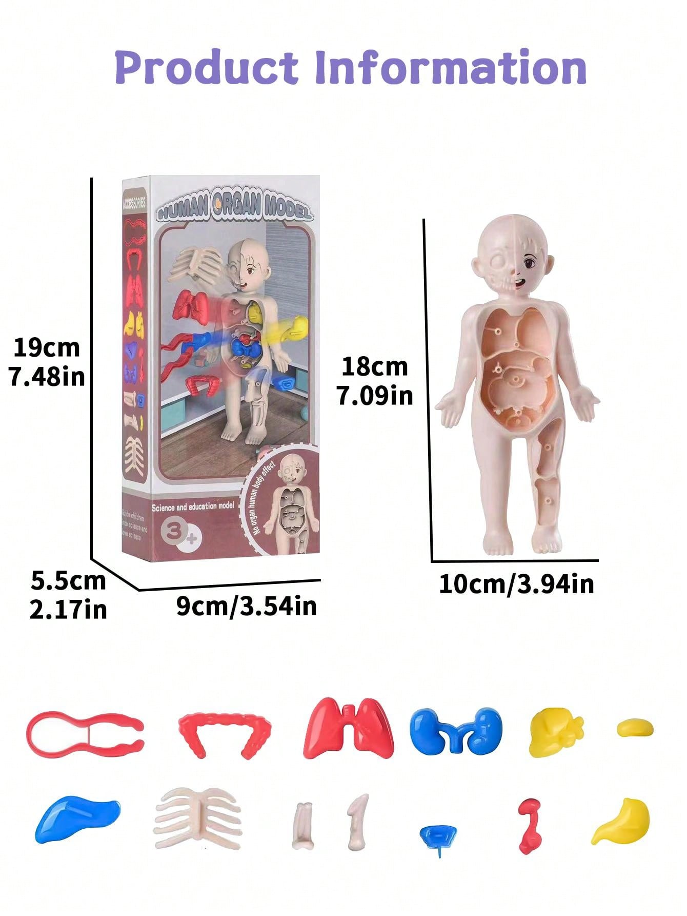 1Set 3D Mannequin Human Anatomy Model DIY Assembly Children Educational ...