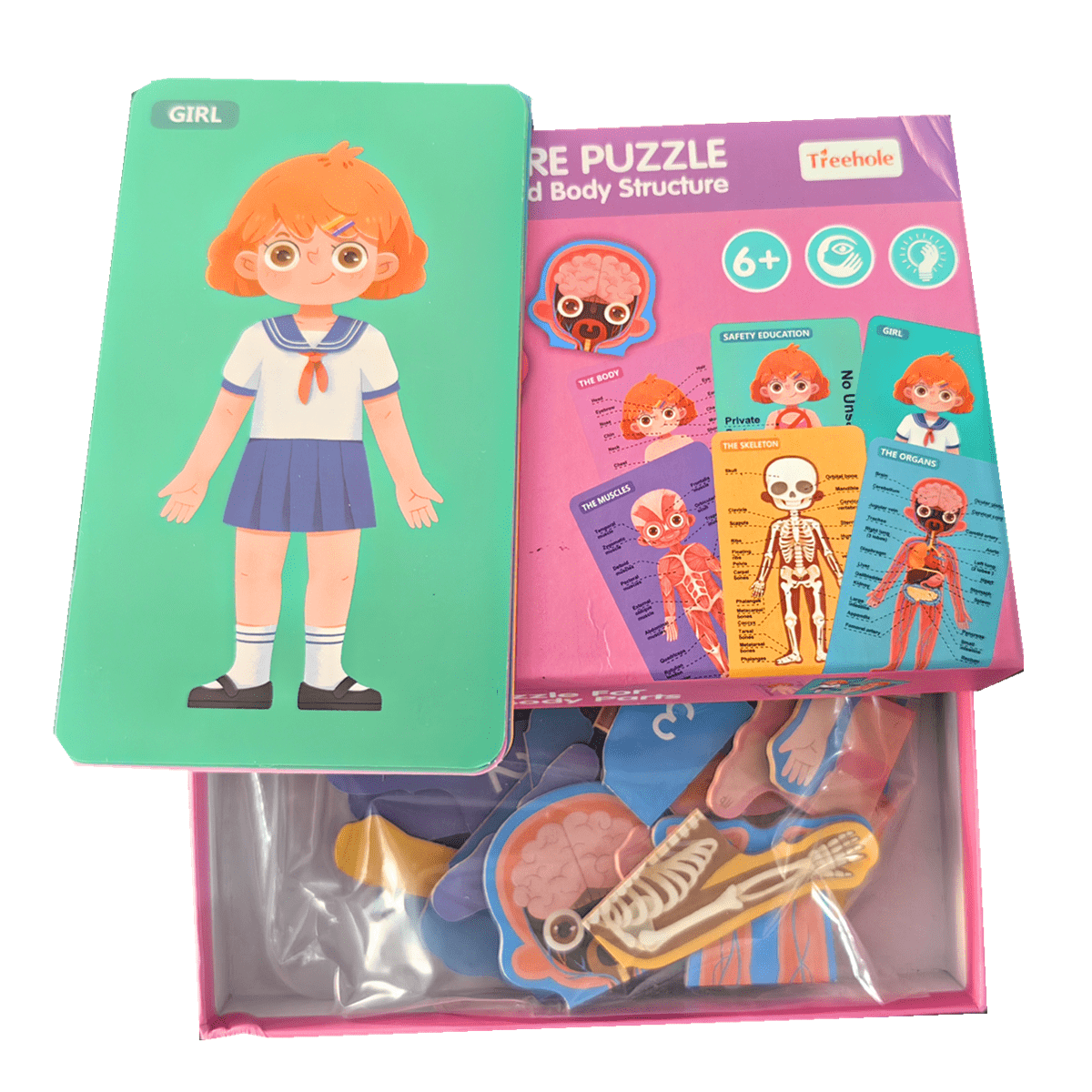 A Pink Girl's Human Body Cognitive Body Structure Organ Puzzle Piece ...