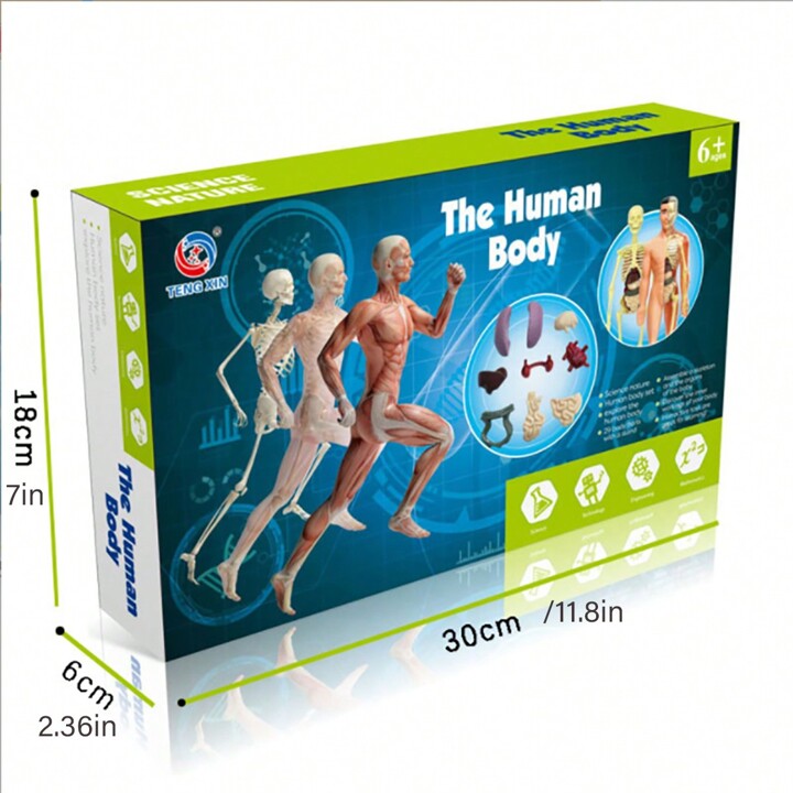 Human Body 3D Model Study Torso Anatomy Organ Teaching Tools Early ...