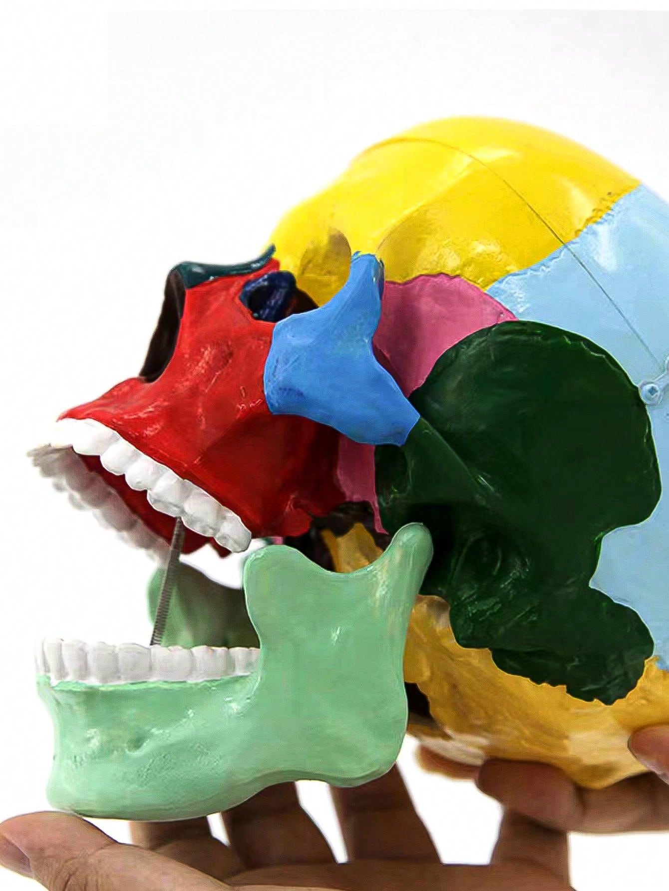 1 Colorful Disassembled Human Skull Model | SHEIN USA