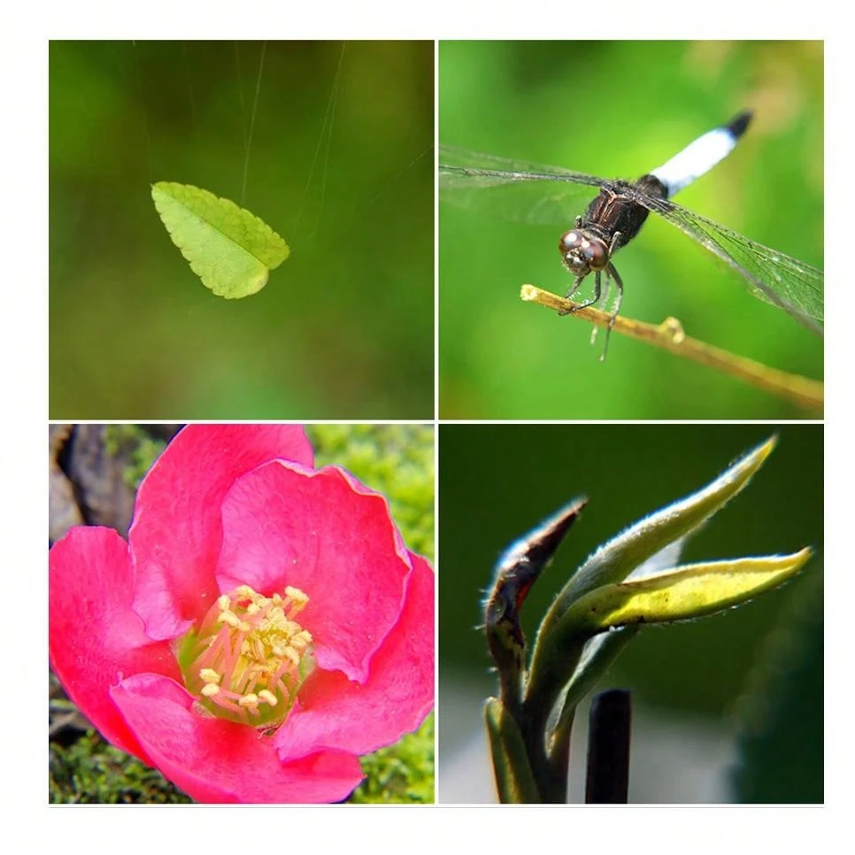 A +2 Effect Close-Up Lens, Also Known As A Lens Magnifying Glass, Is A ...