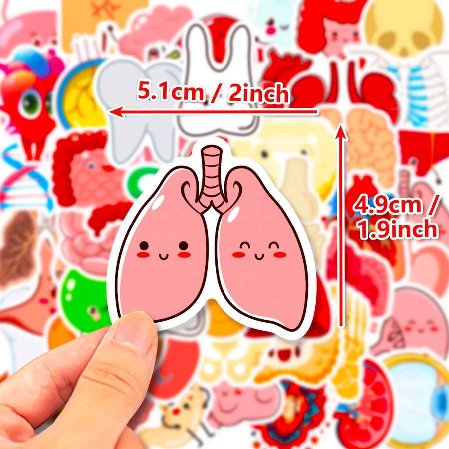 50pcs Anatomy Stickers, Human Body Organ Anatomy Stickers For Water ...